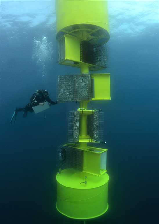 Biohuts attached to Biodiversity Observation Buoy (BoB) - OCEaN