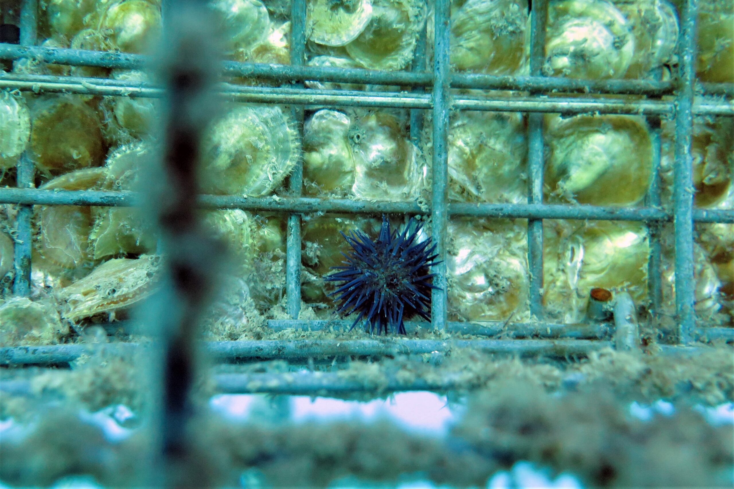 Biohuts attached to Biodiversity Observation Buoy (BoB) - OCEaN